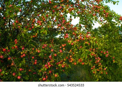 Apple Tree Stock Photo 543524533 | Shutterstock