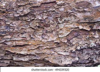 7,620 Apple tree bark Images, Stock Photos & Vectors | Shutterstock