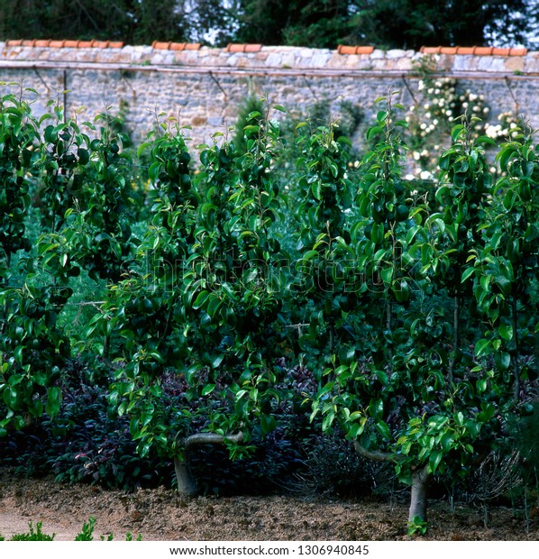 Apple Tree Espalier Stock Photo 1306940845 | Shutterstock