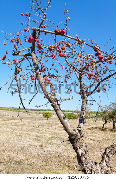Apple Tree Without Leaves Stock Photo 125030795 | Shutterstock