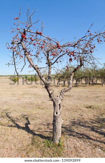 Apple Tree Without Leaves Stock Photo 139092899 | Shutterstock