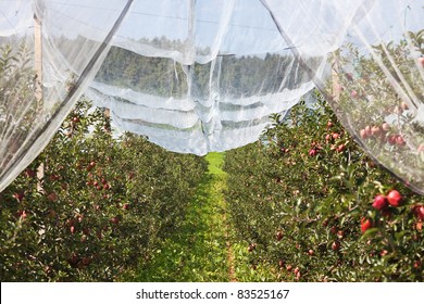 5,952 Fruit tree net Images, Stock Photos & Vectors | Shutterstock