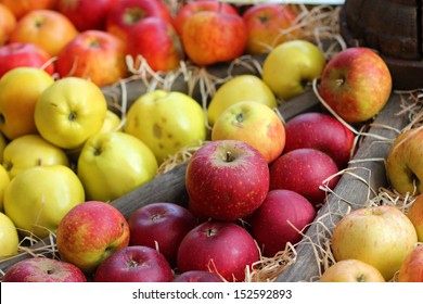 26,956 Apple different colors Images, Stock Photos & Vectors | Shutterstock