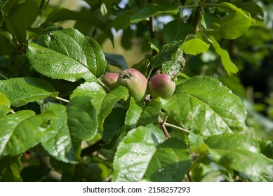 15,676 Apple development Images, Stock Photos & Vectors | Shutterstock