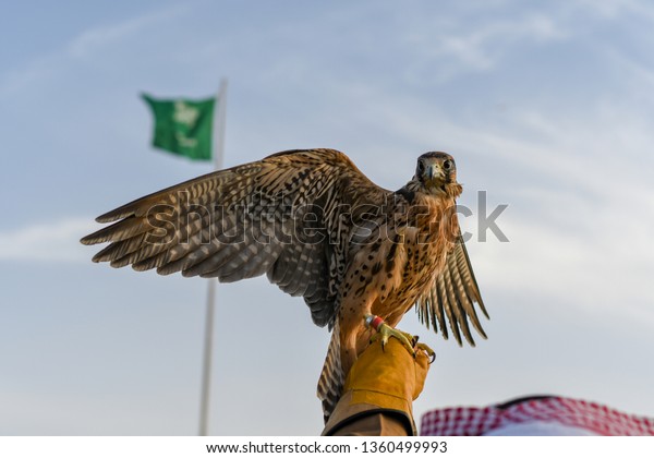 Arabic Trained Falcon Stock Photo (Edit Now) 1360499993