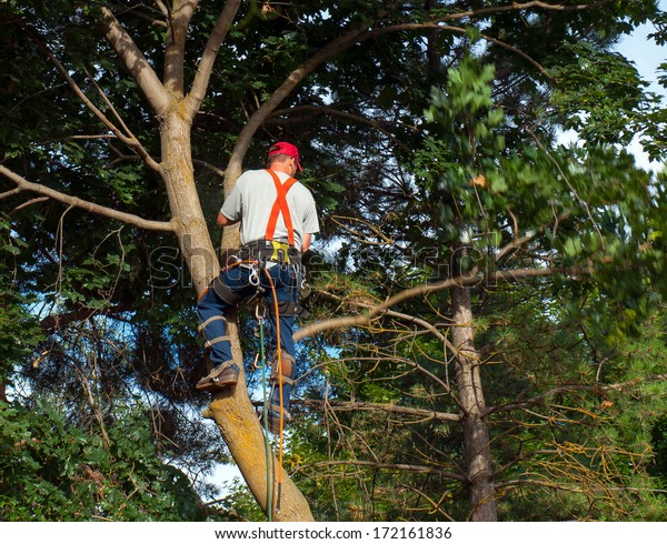 Arborist Cutting Down Maple Tree Piece Stock Photo 172161836 | Shutterstock