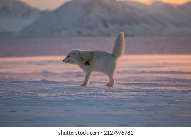 2,795 Arctic blue fox Images, Stock Photos & Vectors | Shutterstock