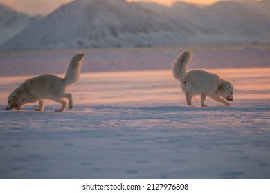 2,795 Arctic blue fox Images, Stock Photos & Vectors | Shutterstock