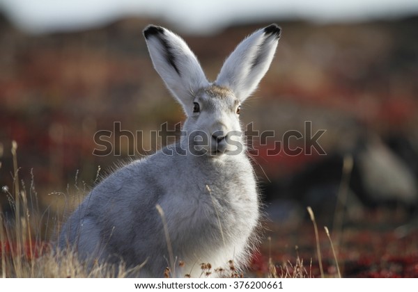 Arctic Hare Fall Stock Photo (Edit Now) 376200661