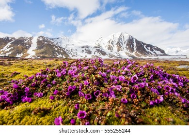 24,422 Arctic Spring Water Images, Stock Photos & Vectors | Shutterstock