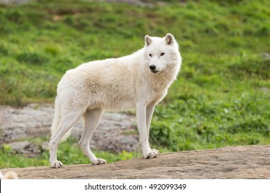137,722 White wolves Images, Stock Photos & Vectors | Shutterstock