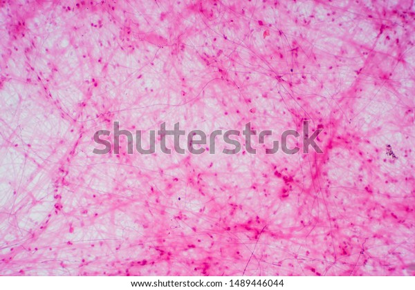 Areolar Connective Tissue Under Microscope View Stock Photo (Edit Now ...