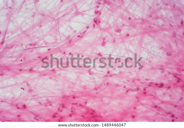 Areolar connective tissue under the microscope view. Histological for ...