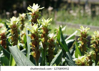 239 Curcuma aromatica Images, Stock Photos & Vectors | Shutterstock