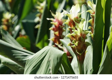 239 Curcuma aromatica Images, Stock Photos & Vectors | Shutterstock