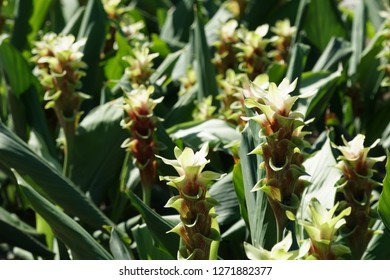 239 Curcuma aromatica Images, Stock Photos & Vectors | Shutterstock