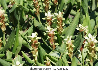 239 Curcuma aromatica Images, Stock Photos & Vectors | Shutterstock