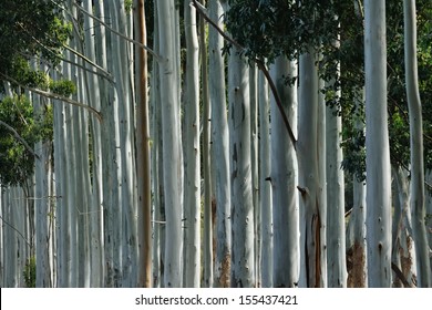 4,262 Gum tree grey Images, Stock Photos & Vectors | Shutterstock