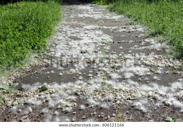 Arrival Spring Explode Respiratory Allergies Caused Stock Photo ...