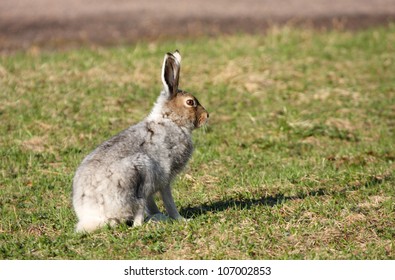 3,276 Polar rabbit Images, Stock Photos & Vectors | Shutterstock