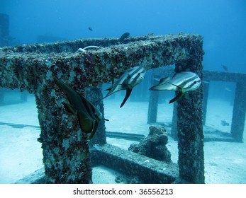 Artificial Cube Reef Stock Photo 36556213 | Shutterstock