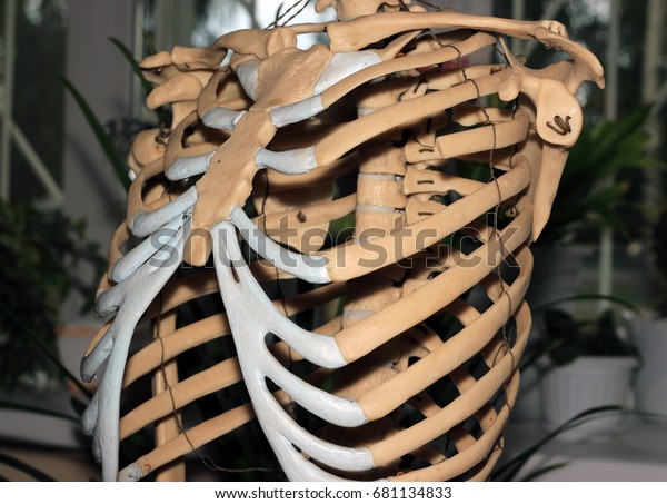 Artificial Human Skeleton Visual Aid Biology Stock Photo 681134833 ...