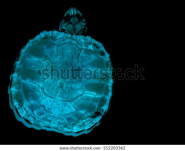 Artistic Xray Turtle Shell Stock Photo 552203362 | Shutterstock
