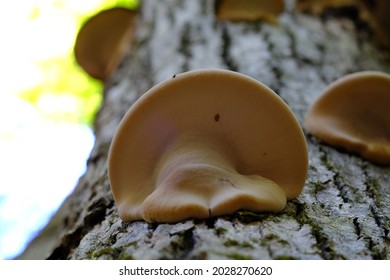 326 Toadstool underside Images, Stock Photos & Vectors | Shutterstock