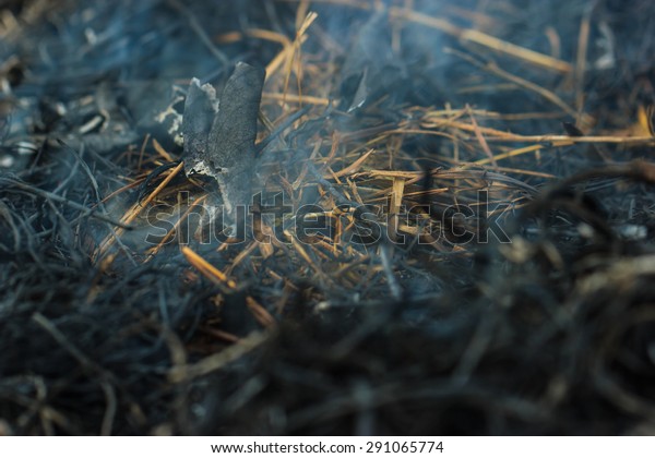 Ashes Ash Peat Stock Photo (Edit Now) 291065774