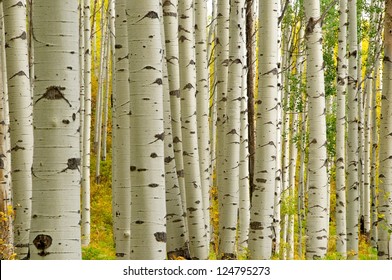 Aspen Tree Stock Photo 124795273 | Shutterstock