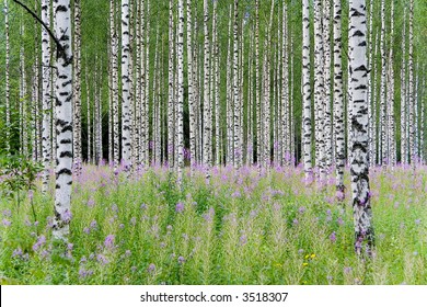 3,537 Aspen bark texture Images, Stock Photos & Vectors | Shutterstock