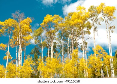 Aspen Trees Stock Photo 49116058 | Shutterstock