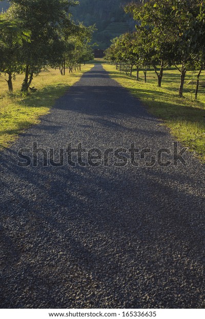 Asphalt Ways Perspective Far Tree Plant Stock Photo 165336635 ...