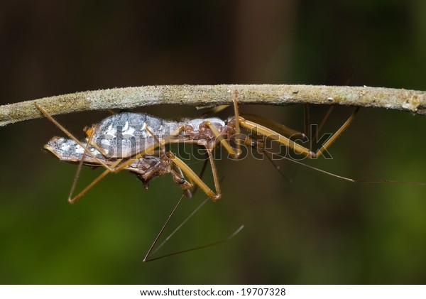 Assassin Bug Mating Stock Photo 19707328 | Shutterstock