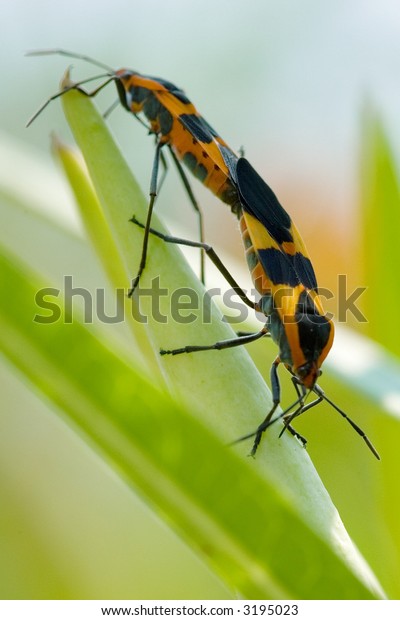 Assassin Bugs Mating Stock Photo 3195023 | Shutterstock