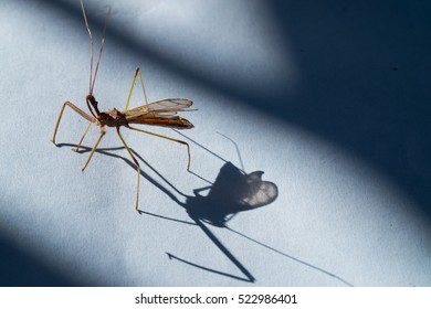 Assassin Bugshadow Insects Stock Photo 522986401 | Shutterstock