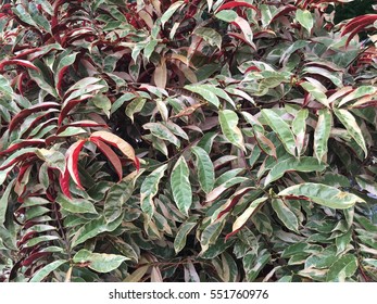 Assorted Leaves Background Stock Photo 551760976 | Shutterstock