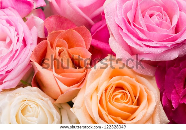 35,644 Assorted Roses Images, Stock Photos & Vectors | Shutterstock