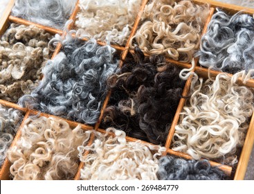 108 Lincoln sheep Images, Stock Photos & Vectors | Shutterstock