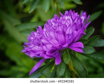 Aster Stock Photo 692340181 | Shutterstock