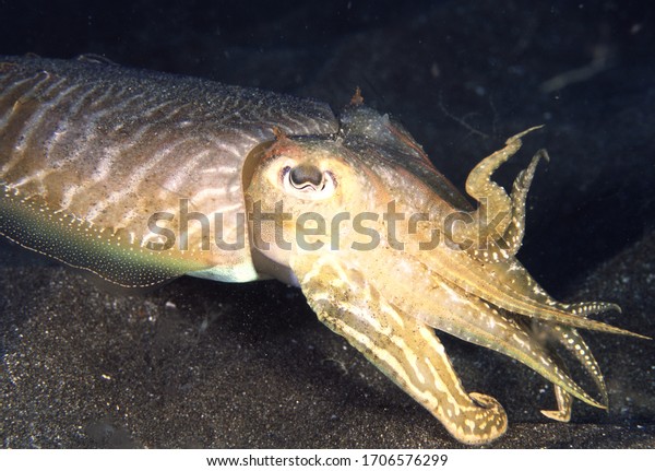 Atlantic Cuttlefish Warning Pose Tentacles Pointing Stock Photo ...