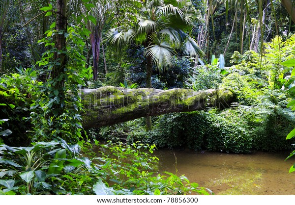 654 Reserve Atlantic Forest Biosphere Images, Stock Photos & Vectors ...