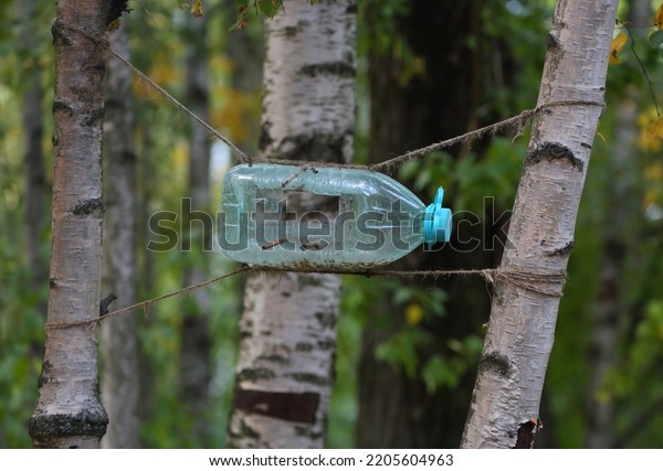 Attached By Ropes Tree Trunks Bird Stock Photo 2205604963 | Shutterstock