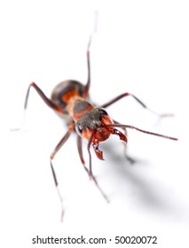 24,087 Red Ant Close Up Images, Stock Photos & Vectors | Shutterstock