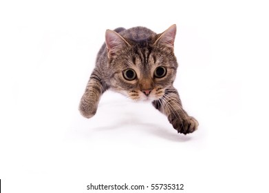 23,076 Cat attack Images, Stock Photos & Vectors | Shutterstock