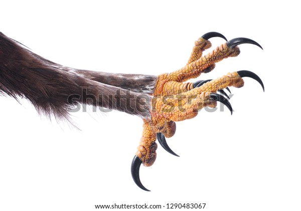 Falcon feet : 1 682 images, photos et images vectorielles de stock ...