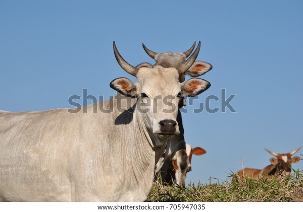 Attention Cows Work Stock Photo 705947035 | Shutterstock