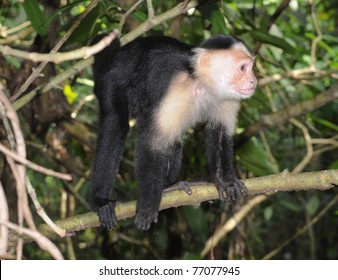Attractive White Faced Capuchin Monkey On Stock Photo 77077945 ...