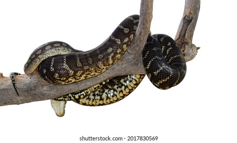 64 Morelia bredli Images, Stock Photos & Vectors | Shutterstock