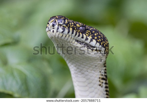 Australian Diamond Python Head Raised Showing Stock Photo 2057888711 ...